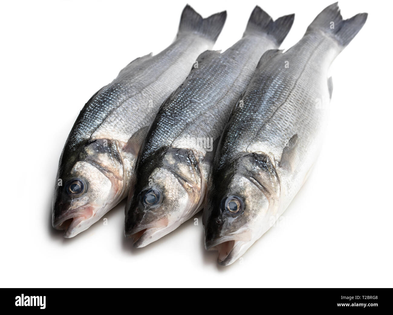 Sea bass fish hi-res stock photography and images - Alamy