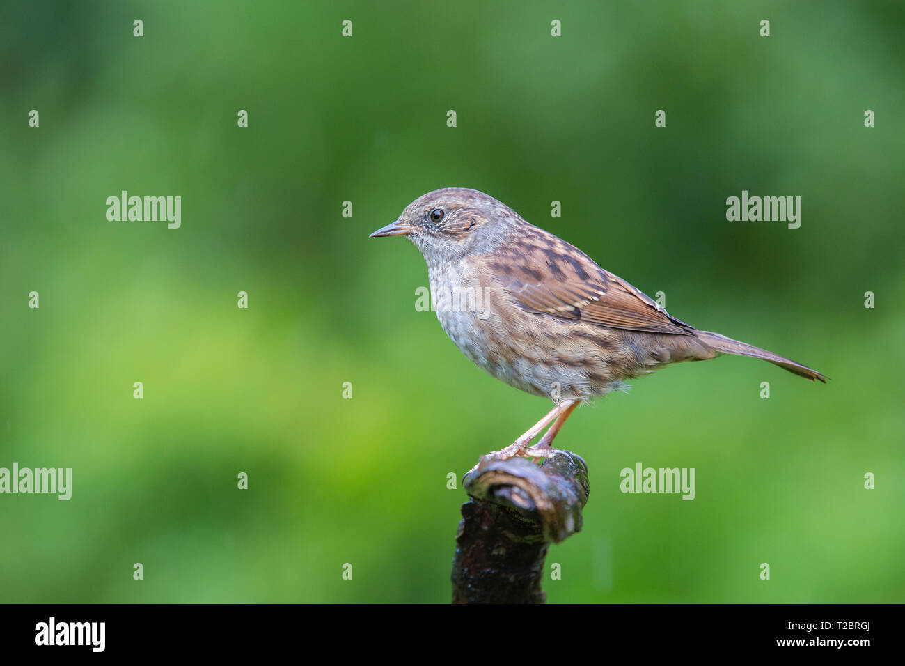 Uk dunnock hi-res stock photography and images - Alamy