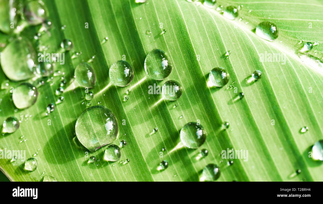 horizontal, close up picture of rain drop on a green exotic leaf Stock ...