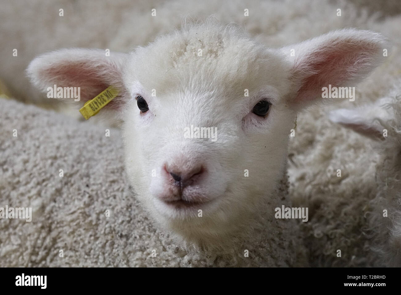 Close up of a lamb hi-res stock photography and images - Alamy