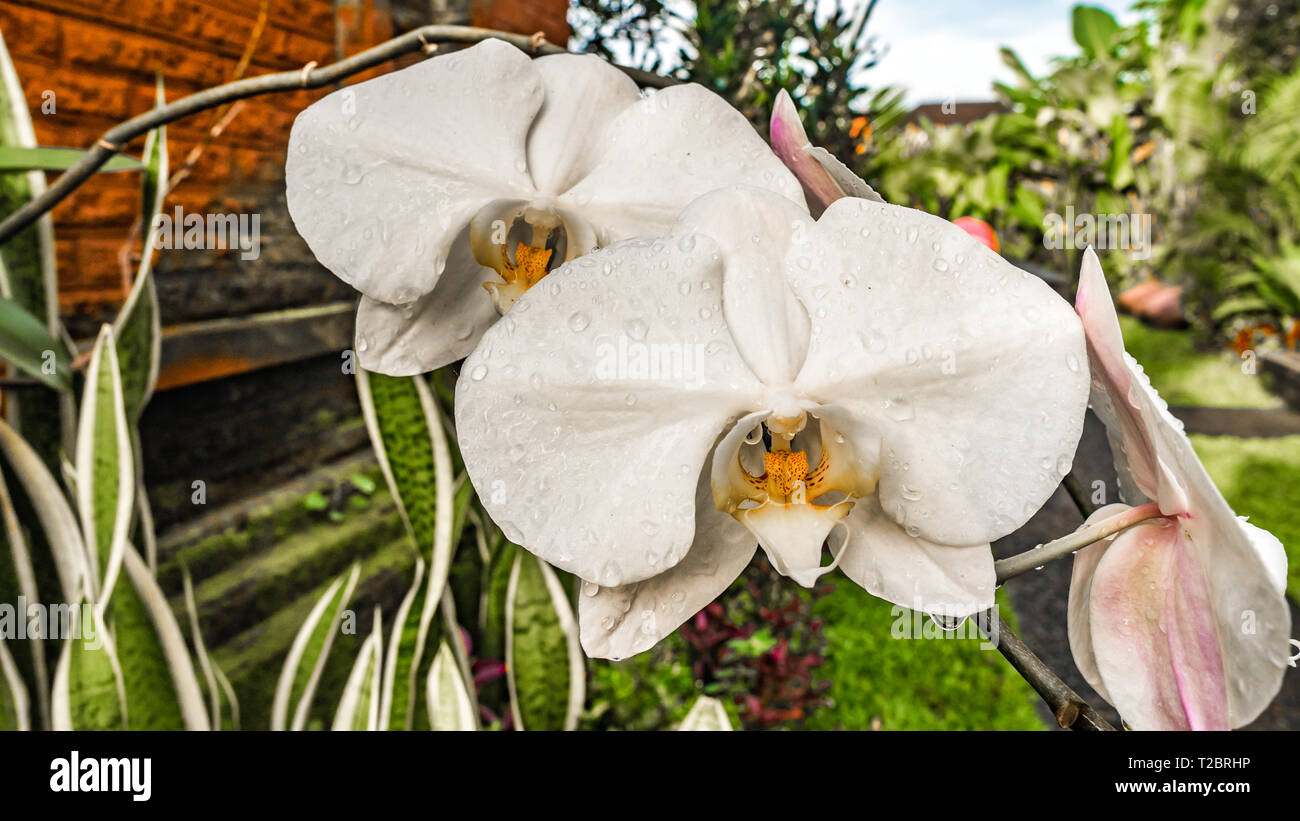 Close up picture of white orchid flower heads covered with rain drops ...