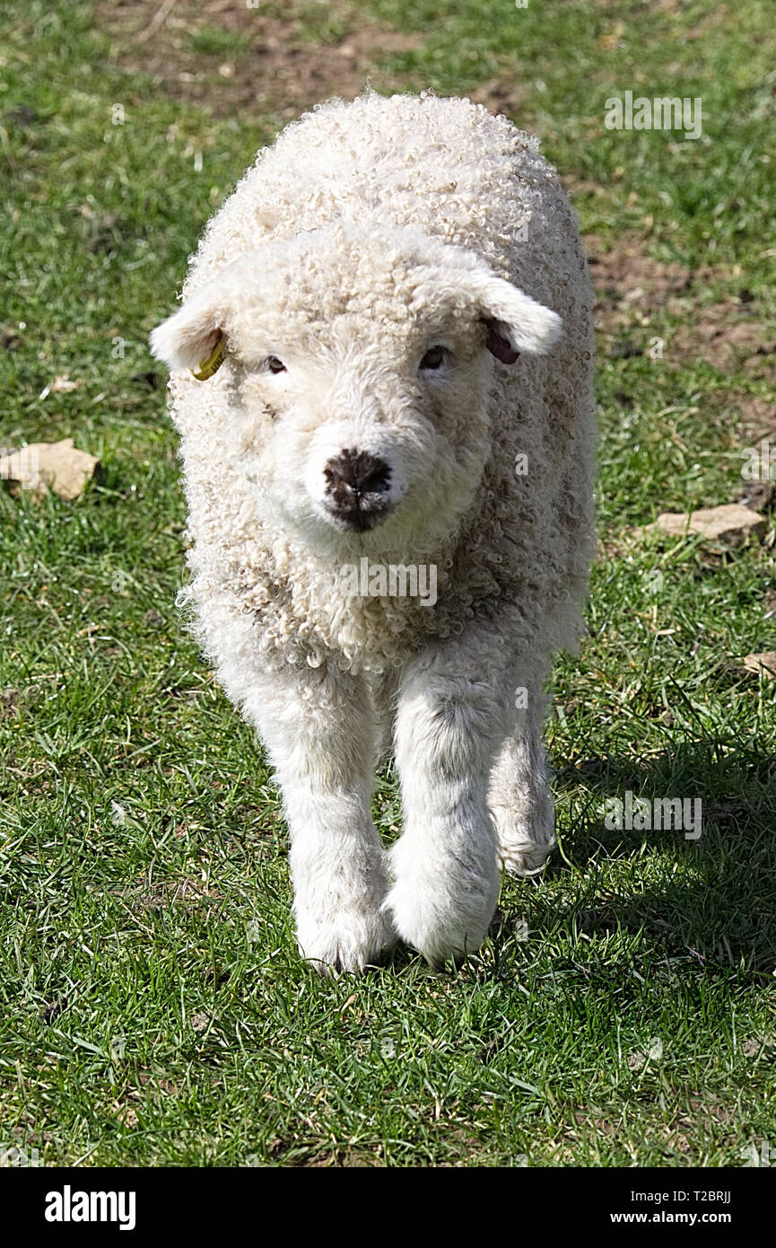 Greyface hi-res stock photography and images - Alamy