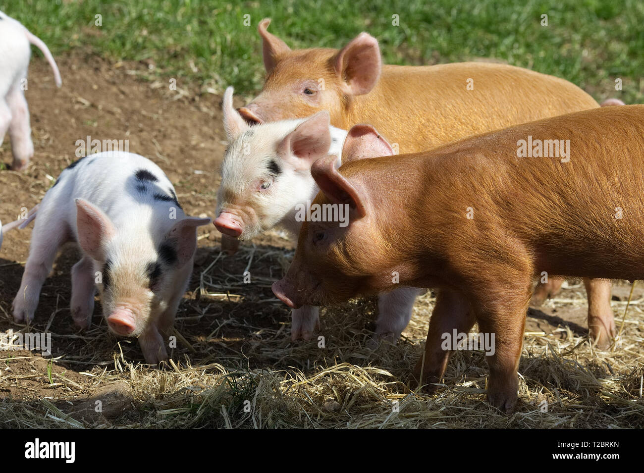 Tamworth and gloucester old spot piglets hi-res stock photography and ...