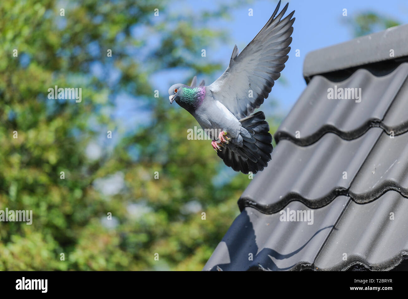 Pigeon landing hi-res stock photography and images - Alamy