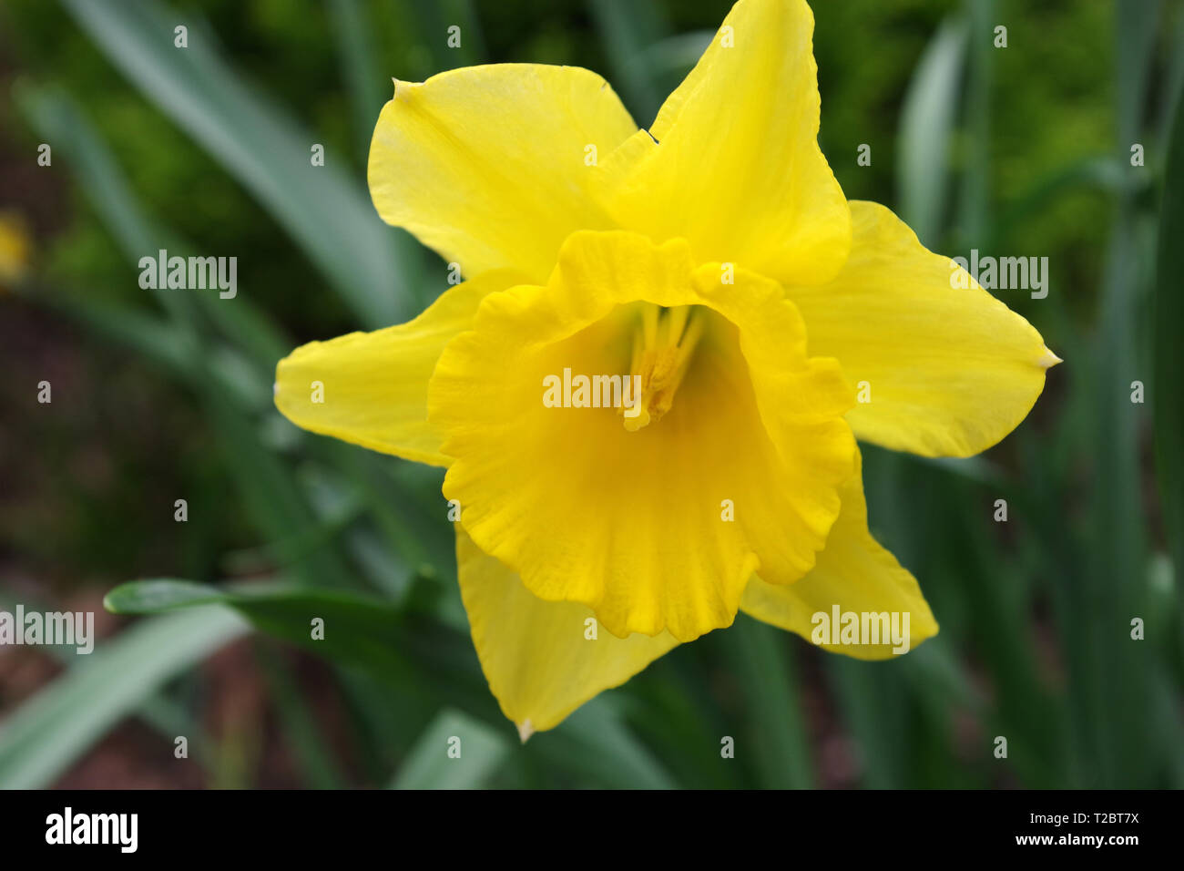 Rosneath scotland hi-res stock photography and images - Alamy