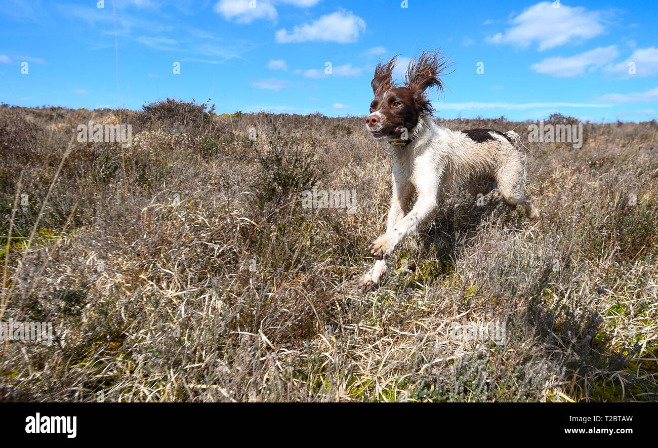 An English Springer Spaniel runs and springs across heathland playing ...
