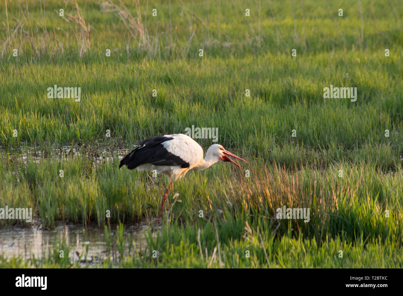 stork eating in swamp field Stock Photo - Alamy