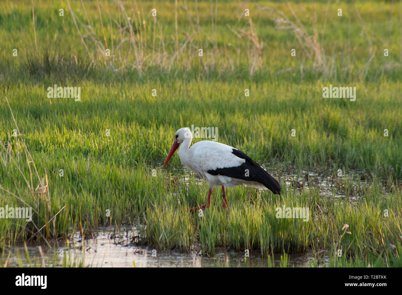 stork eating in swamp field Stock Photo - Alamy