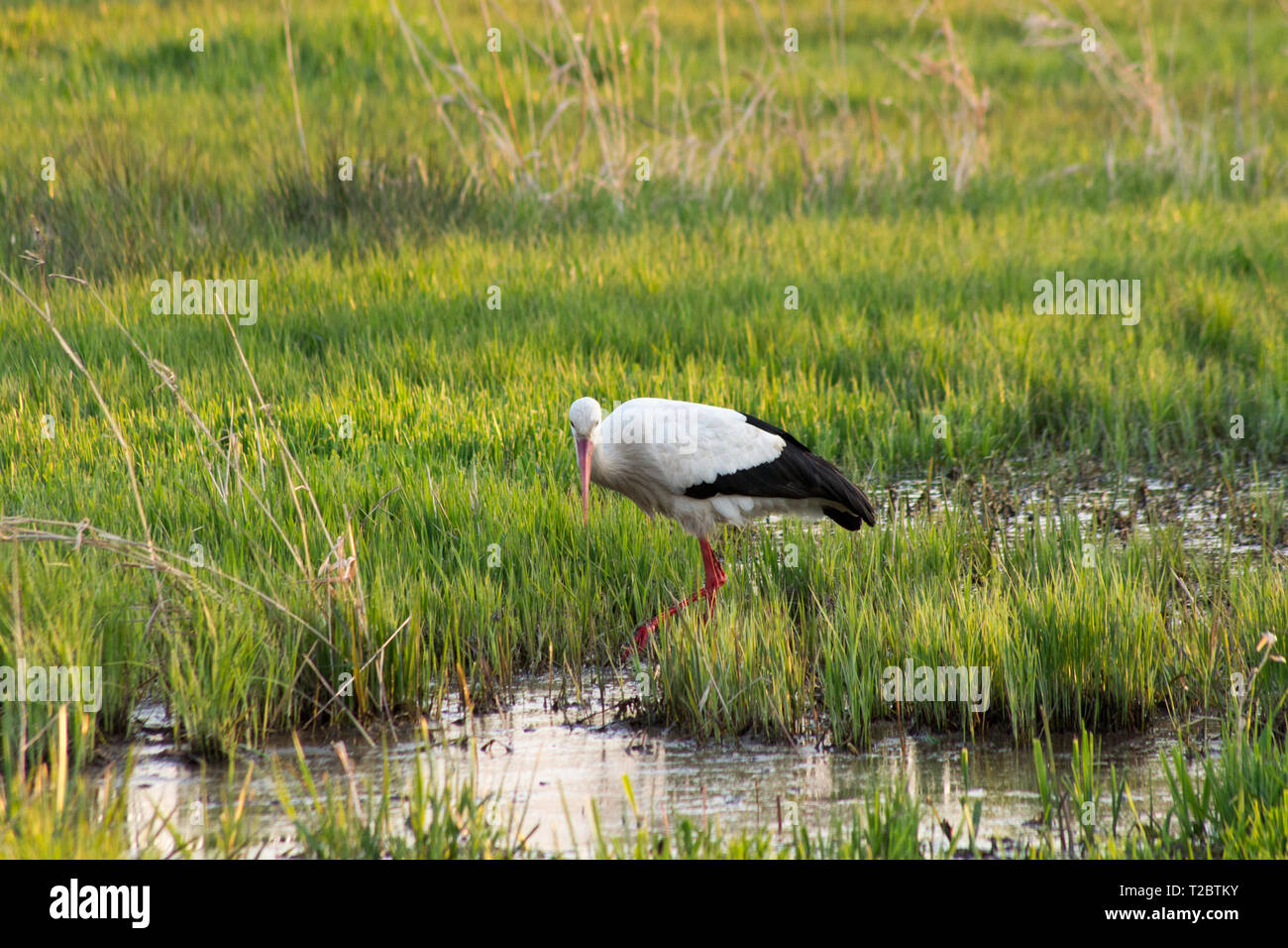 Stork eating hi-res stock photography and images - Alamy