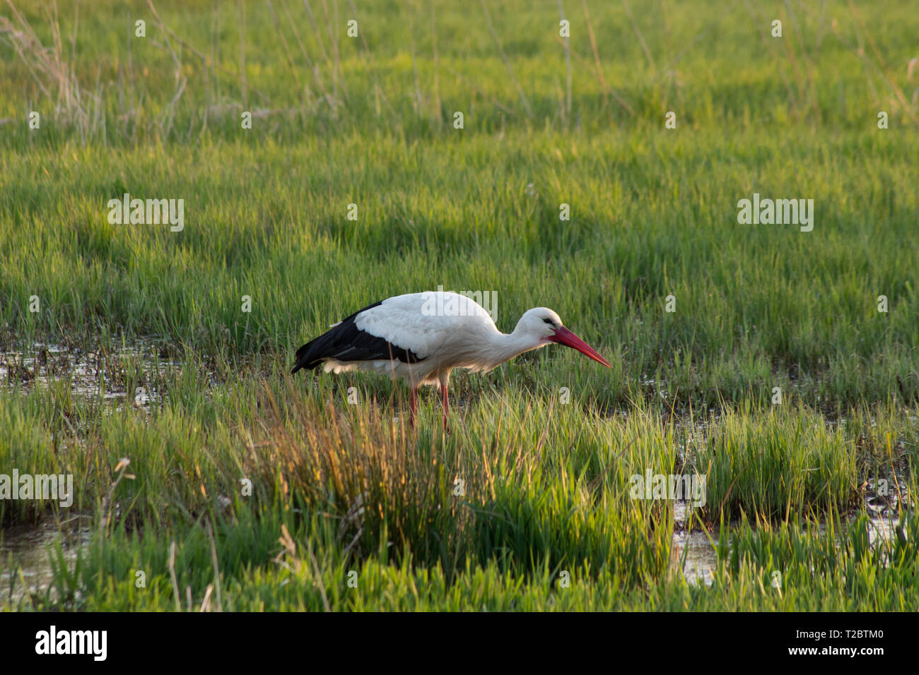 stork eating in swamp field Stock Photo - Alamy