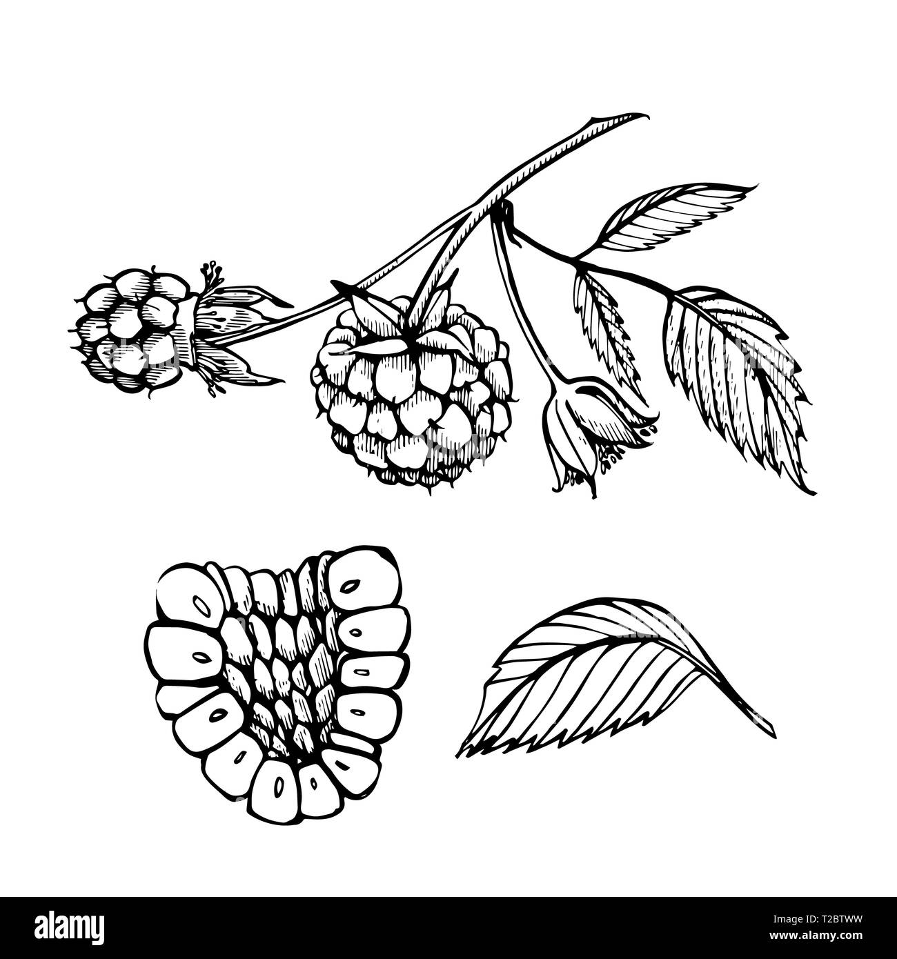 Hand drawn raspberry set isolated on white background. Retro sketch ...