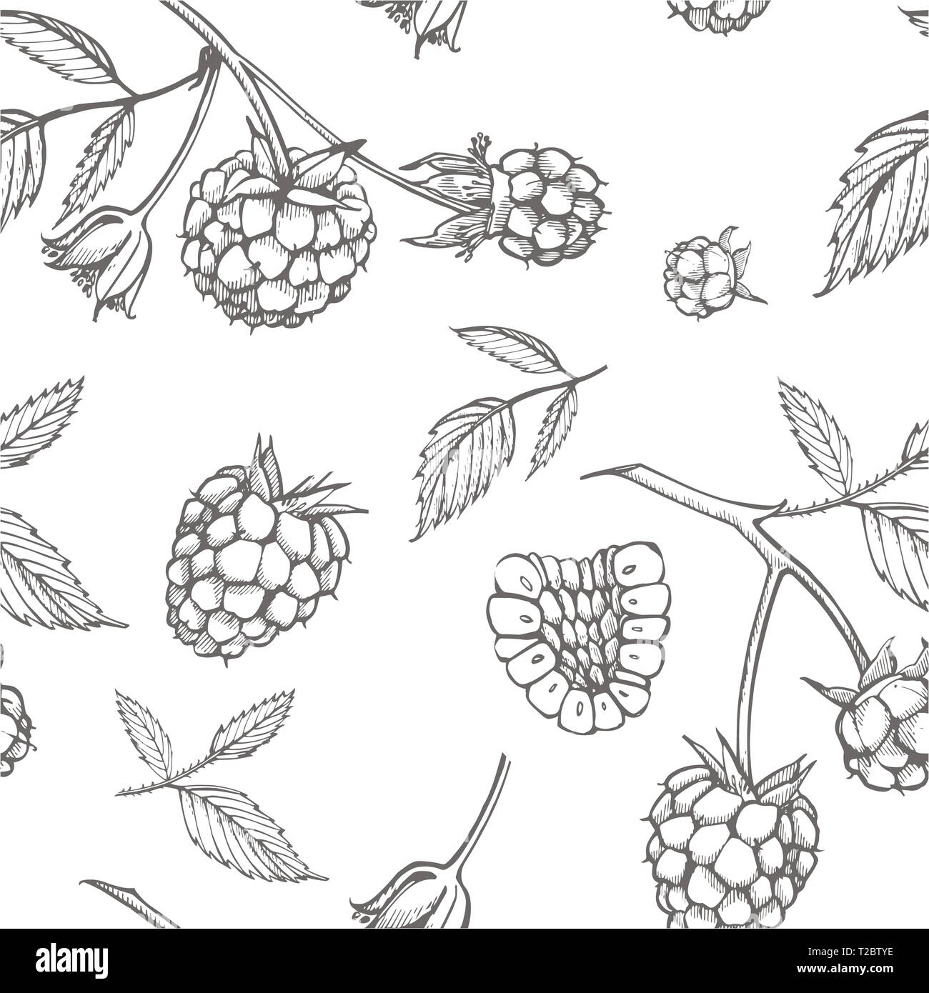 Hand drawn raspberry. Retro sketch style illustration. Perfect for ...