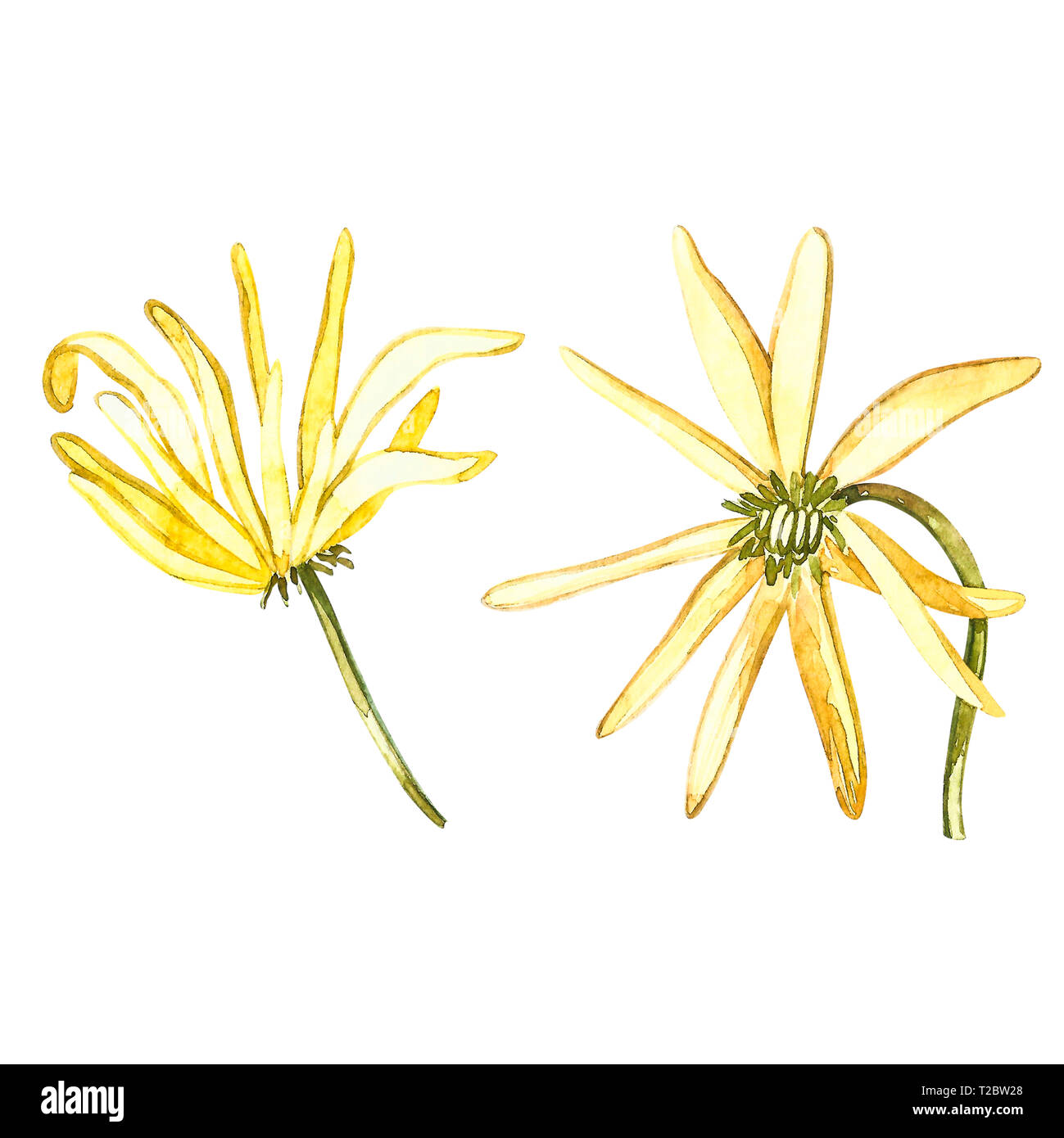 Star anise plants isolated on white background. Watercolor botanical ...