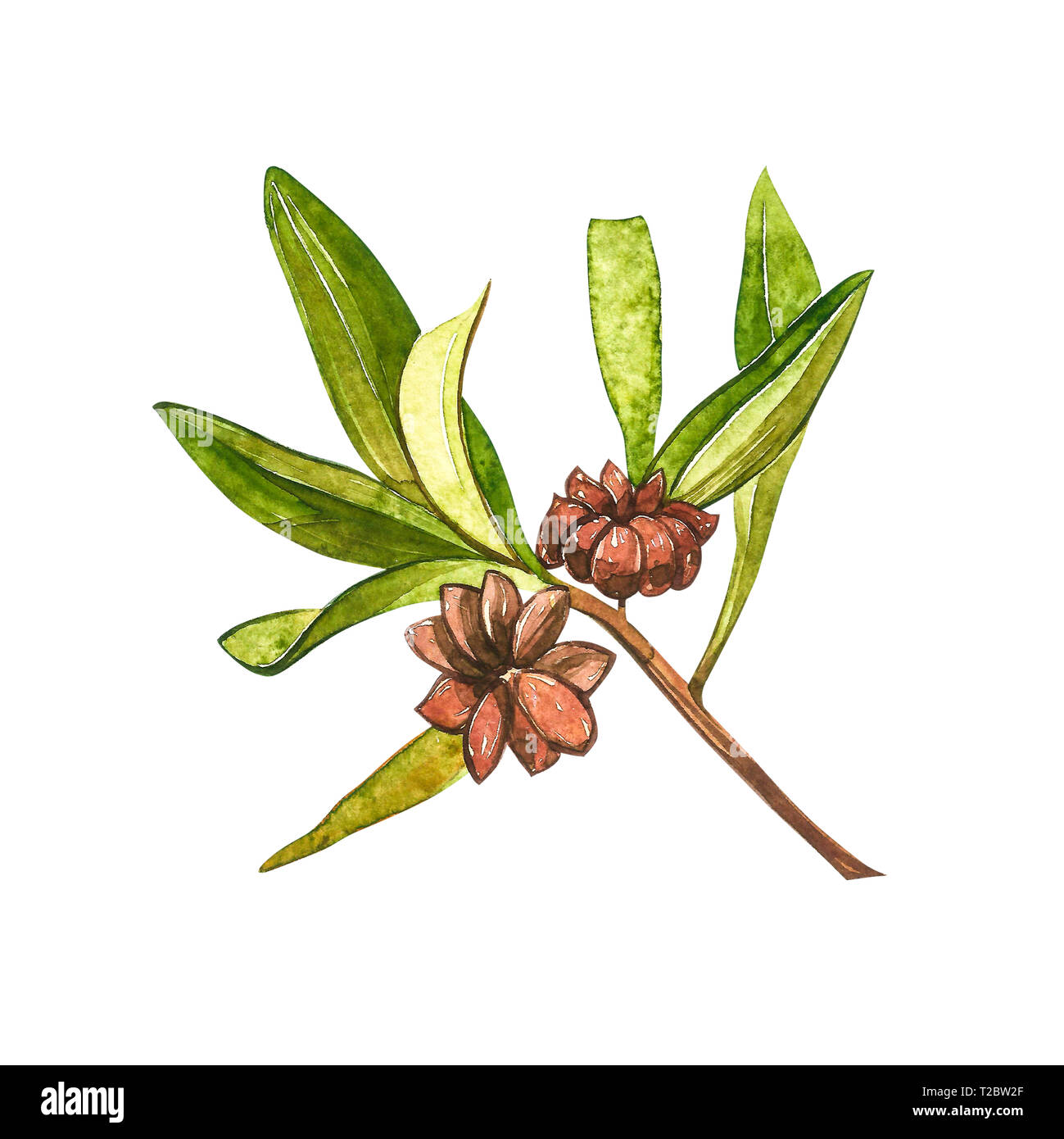 Star anise plants isolated on white background. Watercolor botanical ...