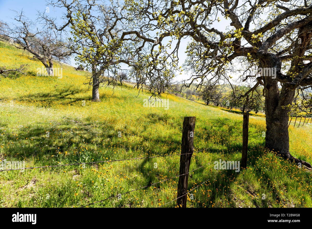 Sierra foothills california flowers hi-res stock photography and images ...