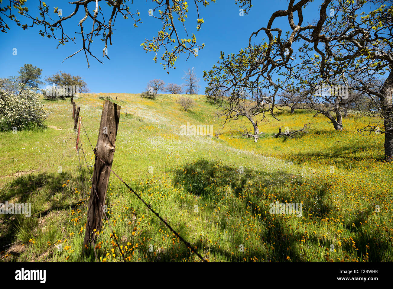Sierra foothills california flowers hi-res stock photography and images ...