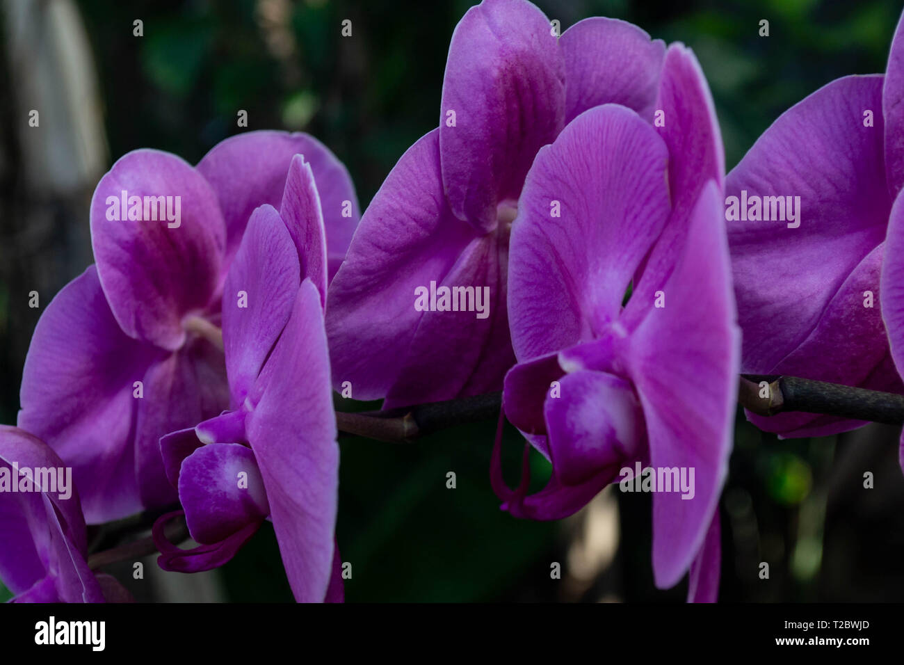 Orchids in row hi-res stock photography and images - Alamy