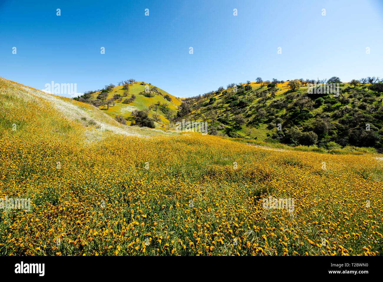 Sierra foothills california flowers hi-res stock photography and images ...