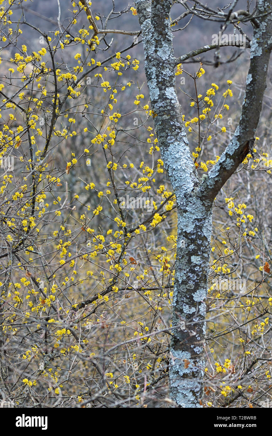 Romania forest hi-res stock photography and images - Alamy