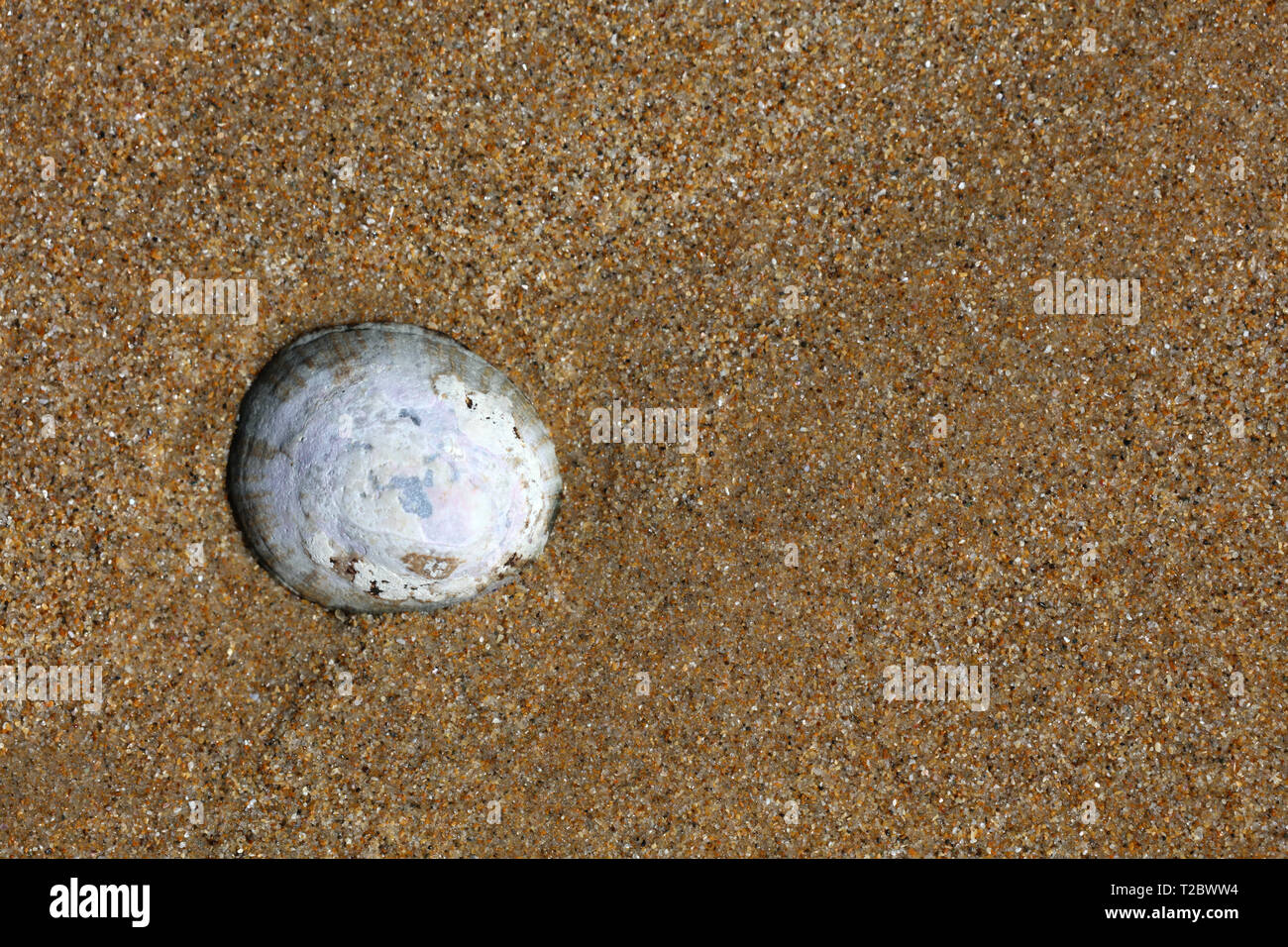 Sand beach with shells Stock Photo - Alamy