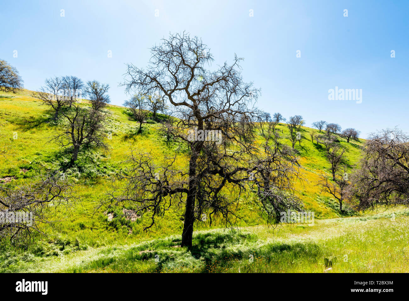 California oak hi-res stock photography and images - Alamy