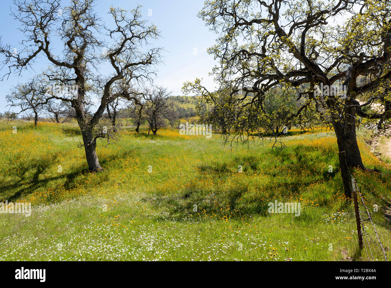 California Oak Woodland Flowers Stock Photo - Alamy
