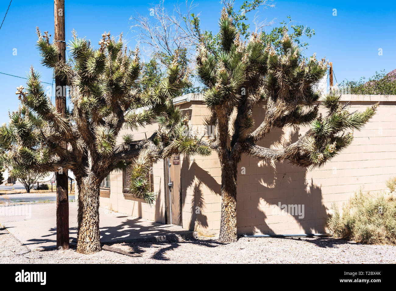 Joshua Trees in Beatty, Nevada Stock Photo - Alamy