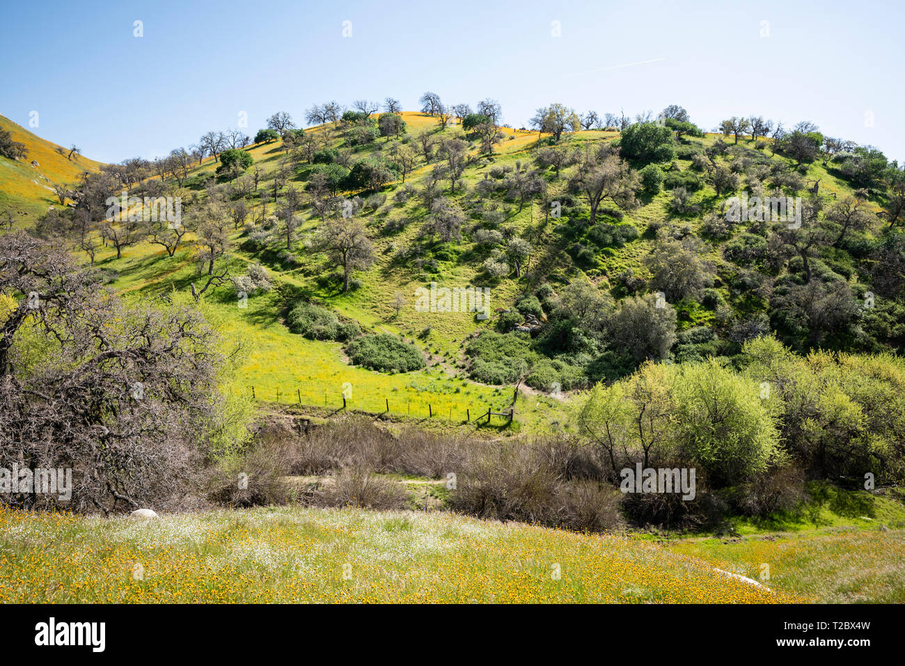 Sierra Foothills California Flowers High Resolution Stock Photography ...