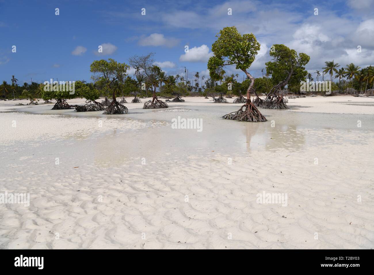 Mangrove trees on the tidal beach. Quirimba Island, Quirimbas ...