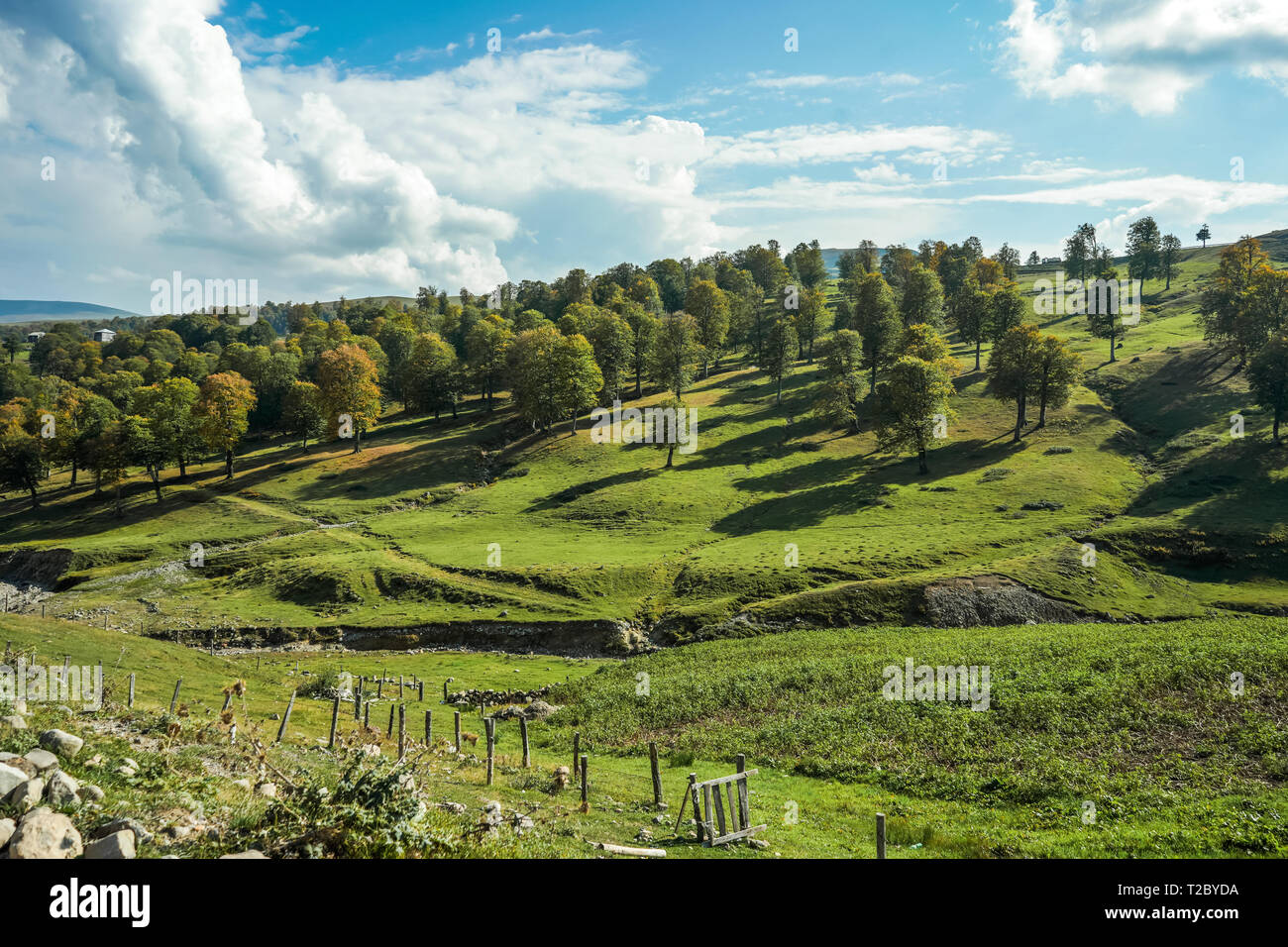 Sunny morning in the countryside. Bright colors of vegetation and sky ...