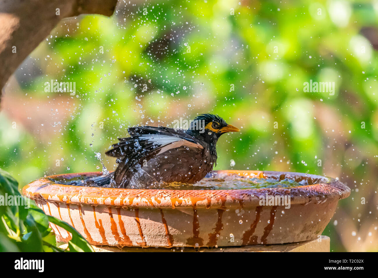 A Common myna bathing in a bowl of water with water splashing out Stock ...