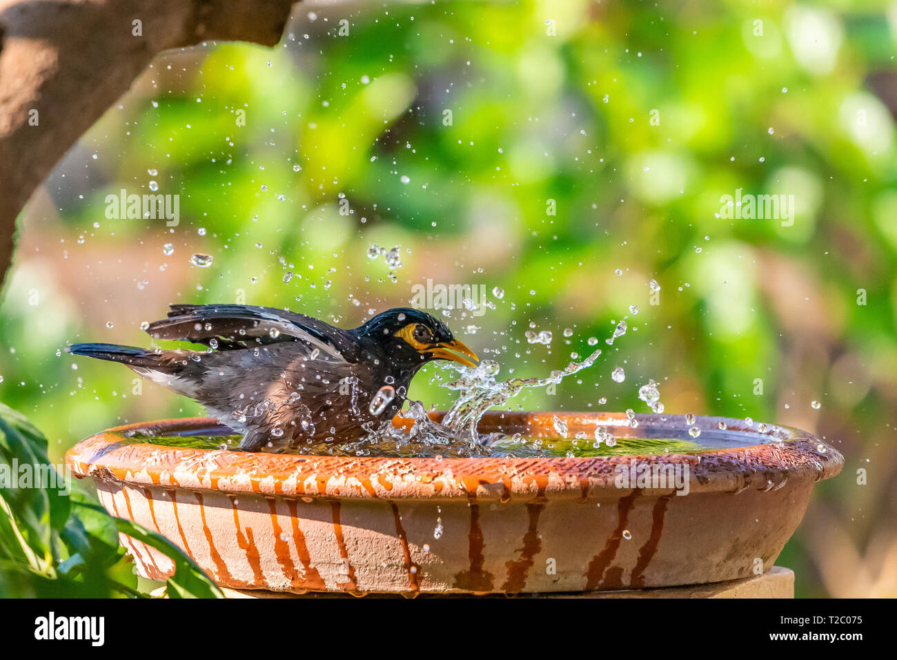 A Common myna bathing in a bowl of water with water splashing out Stock ...
