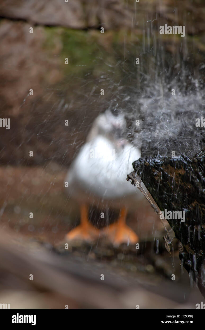 One person splash hi-res stock photography and images - Alamy