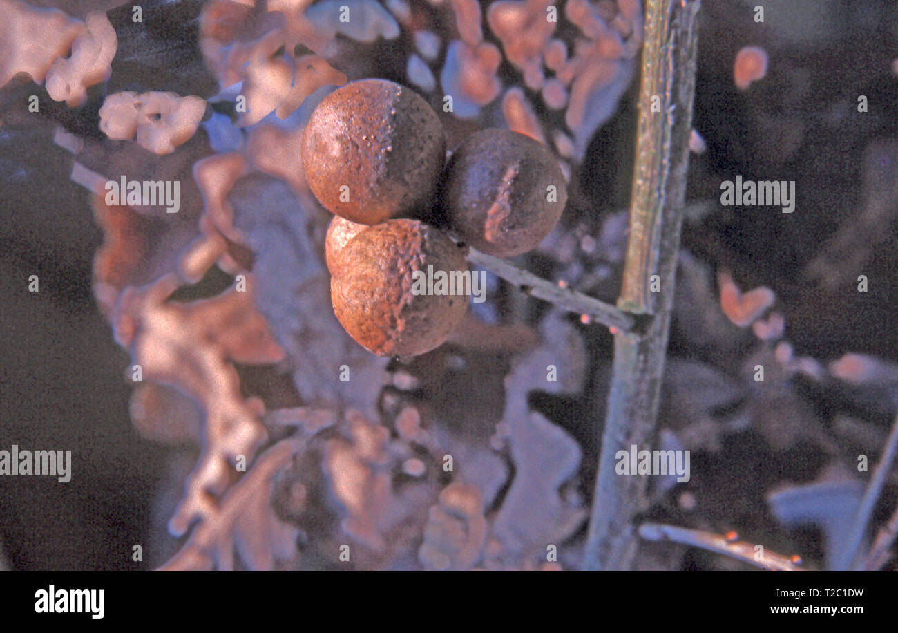 Andricus kollari hi-res stock photography and images - Alamy