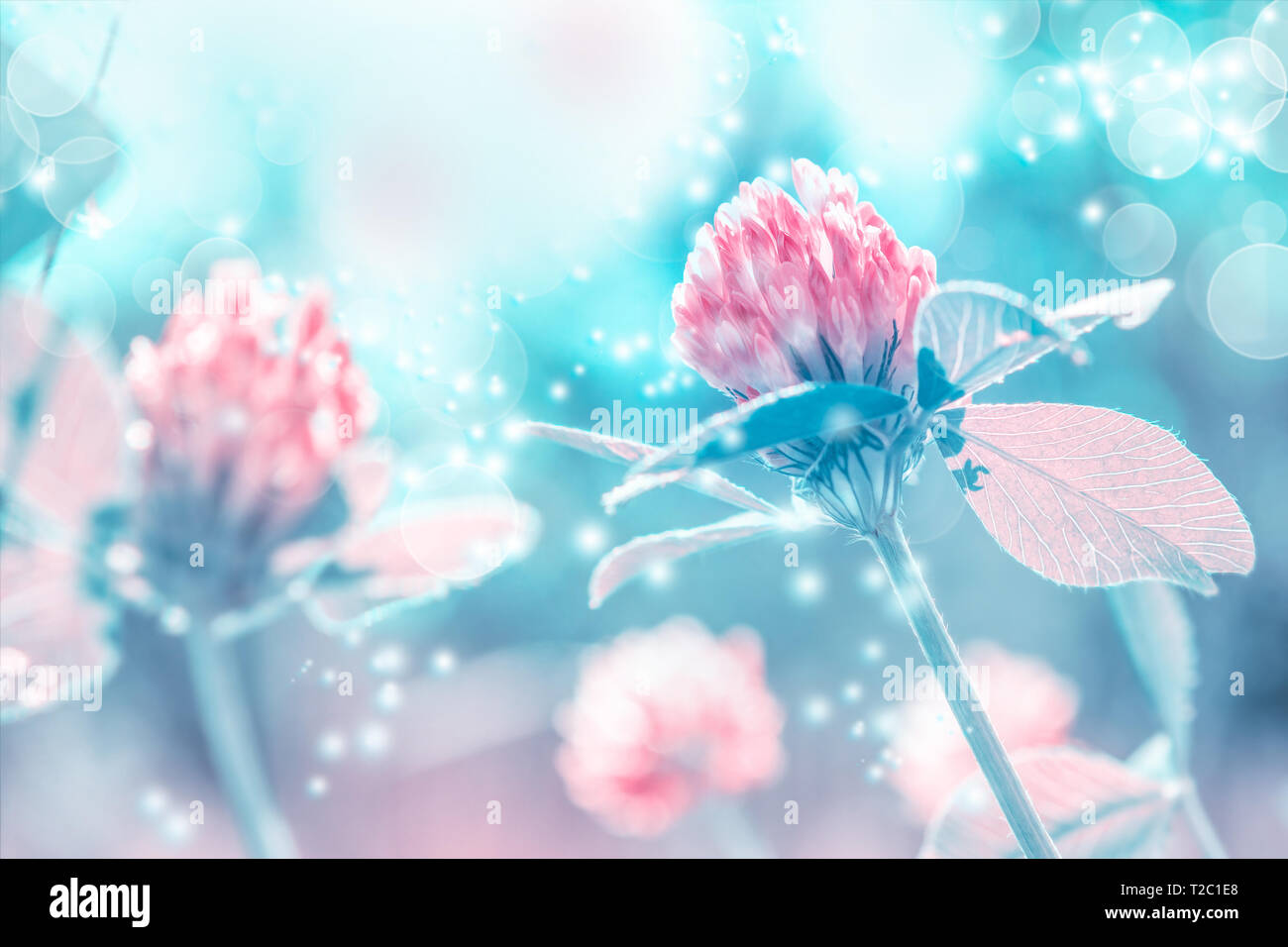 Blue Flower Tumblr Background