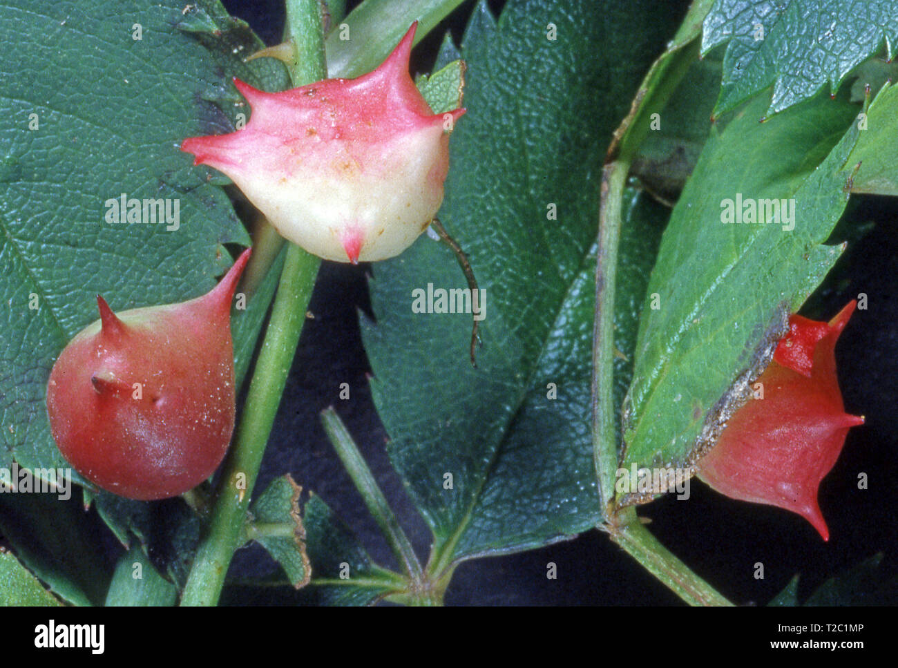 Rose galls hi-res stock photography and images - Alamy