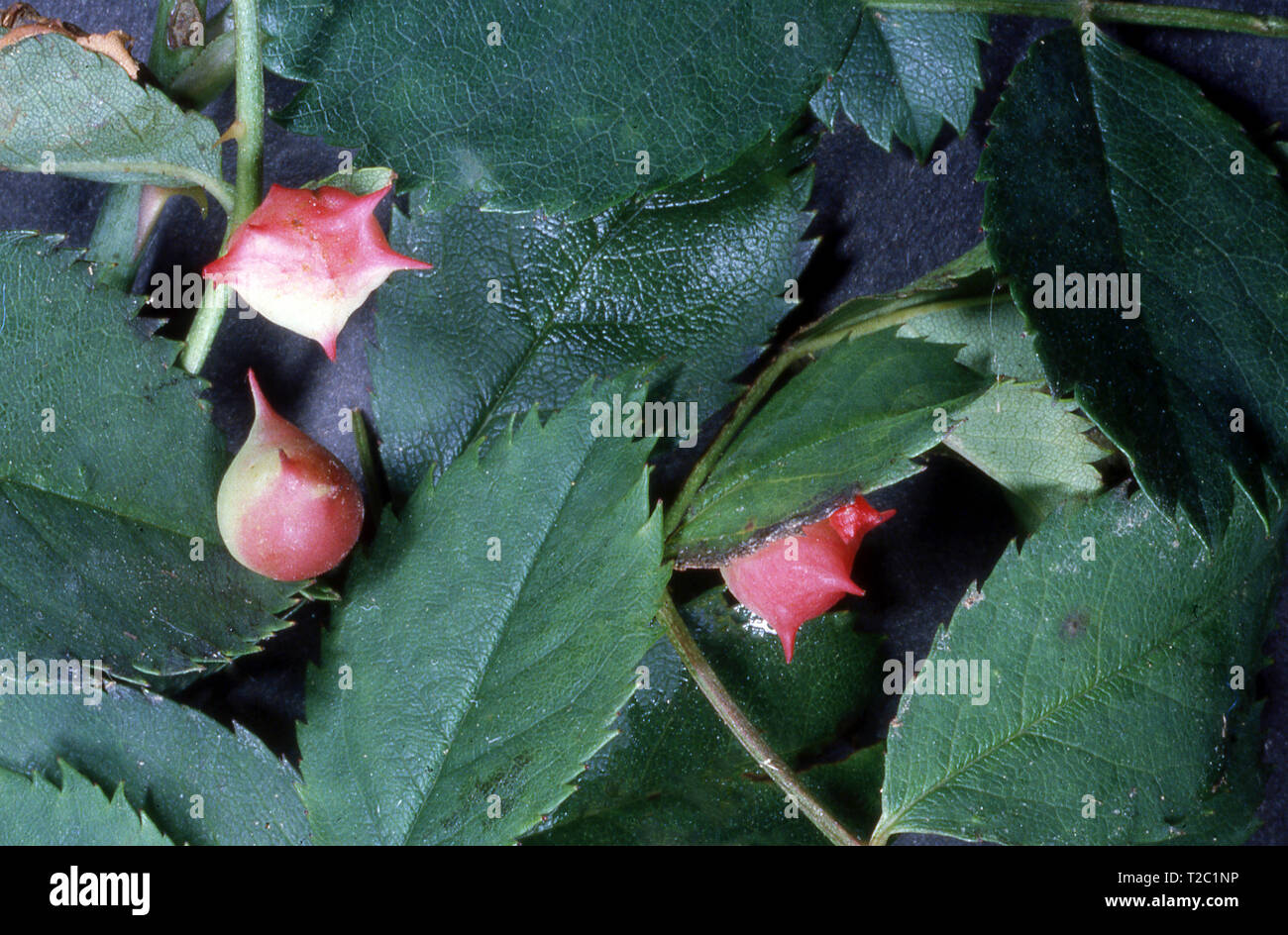 SPIKED GALLS (DIPLOLEPSIS NERVOSA) ON ROSE Stock Photo - Alamy