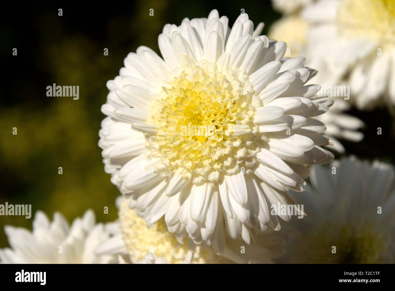 Amazing flowers blooming in the flower garden Stock Photo - Alamy