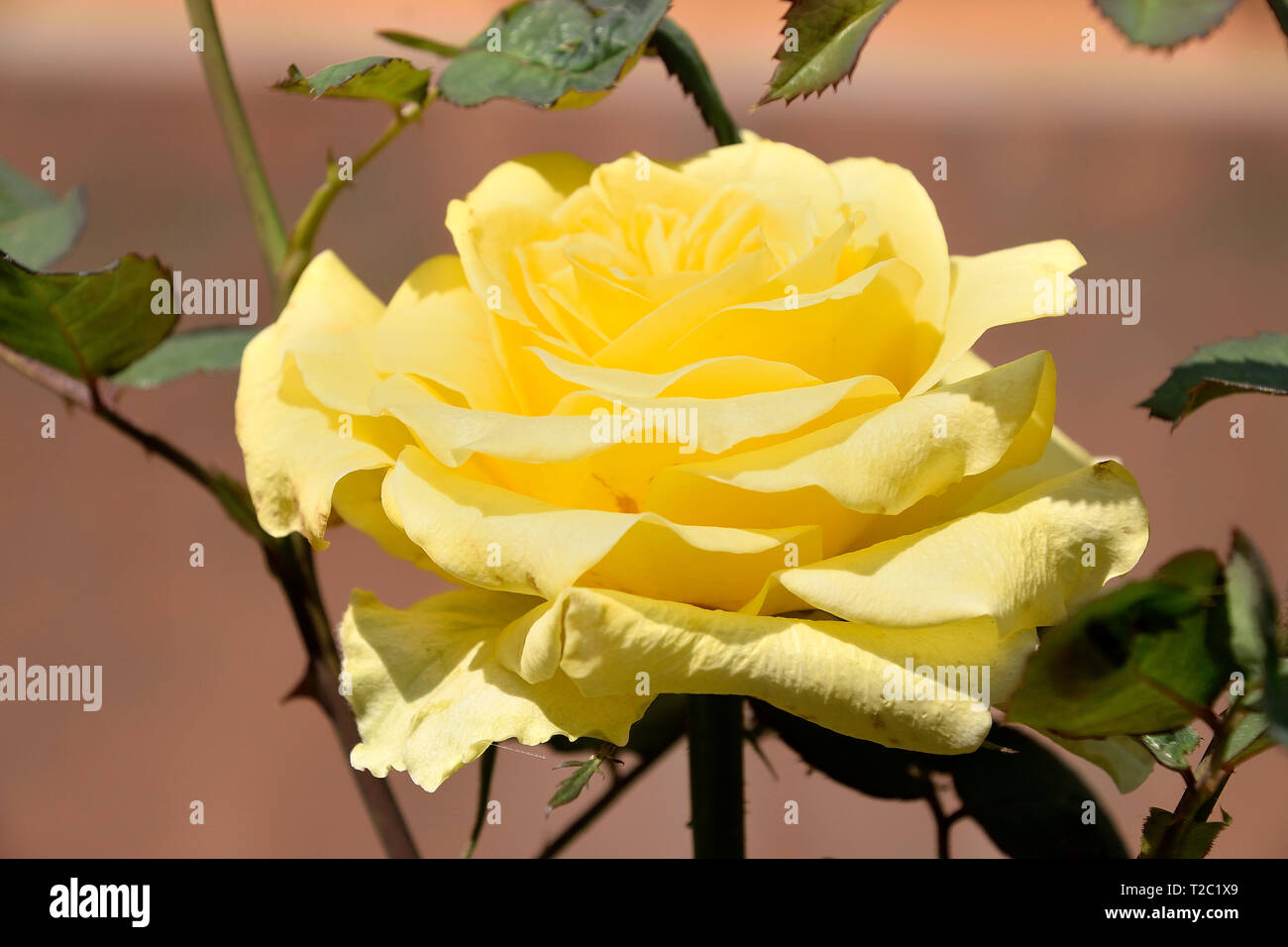 Amazing flowers blooming in the flower garden Stock Photo - Alamy