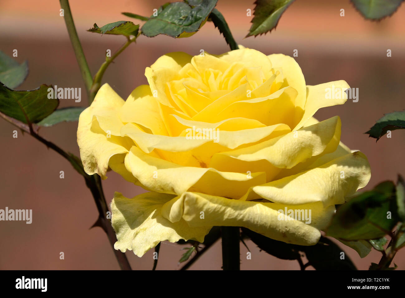 Amazing flowers blooming in the flower garden Stock Photo - Alamy