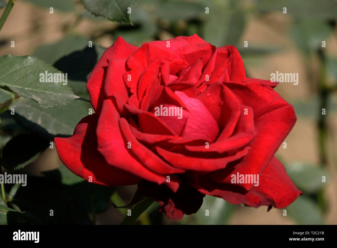 Amazing flowers blooming in the flower garden Stock Photo - Alamy