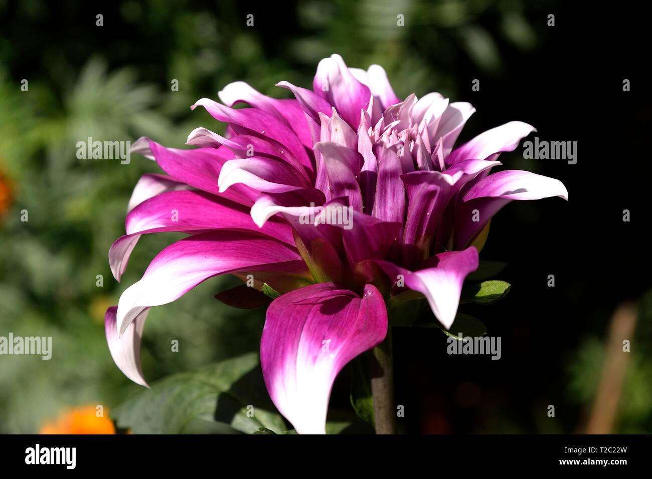 Beautiful flower of the world hi-res stock photography and images - Alamy