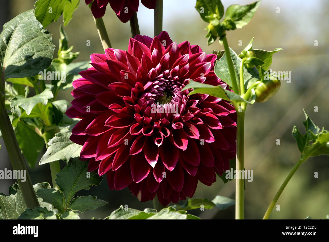 Amazing flowers blooming in the flower garden Stock Photo - Alamy