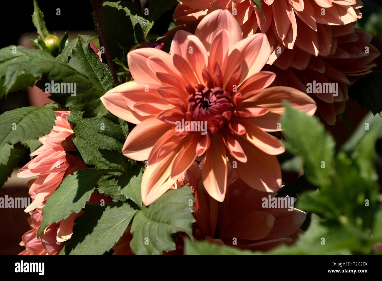 Amazing flowers blooming in the flower garden Stock Photo - Alamy