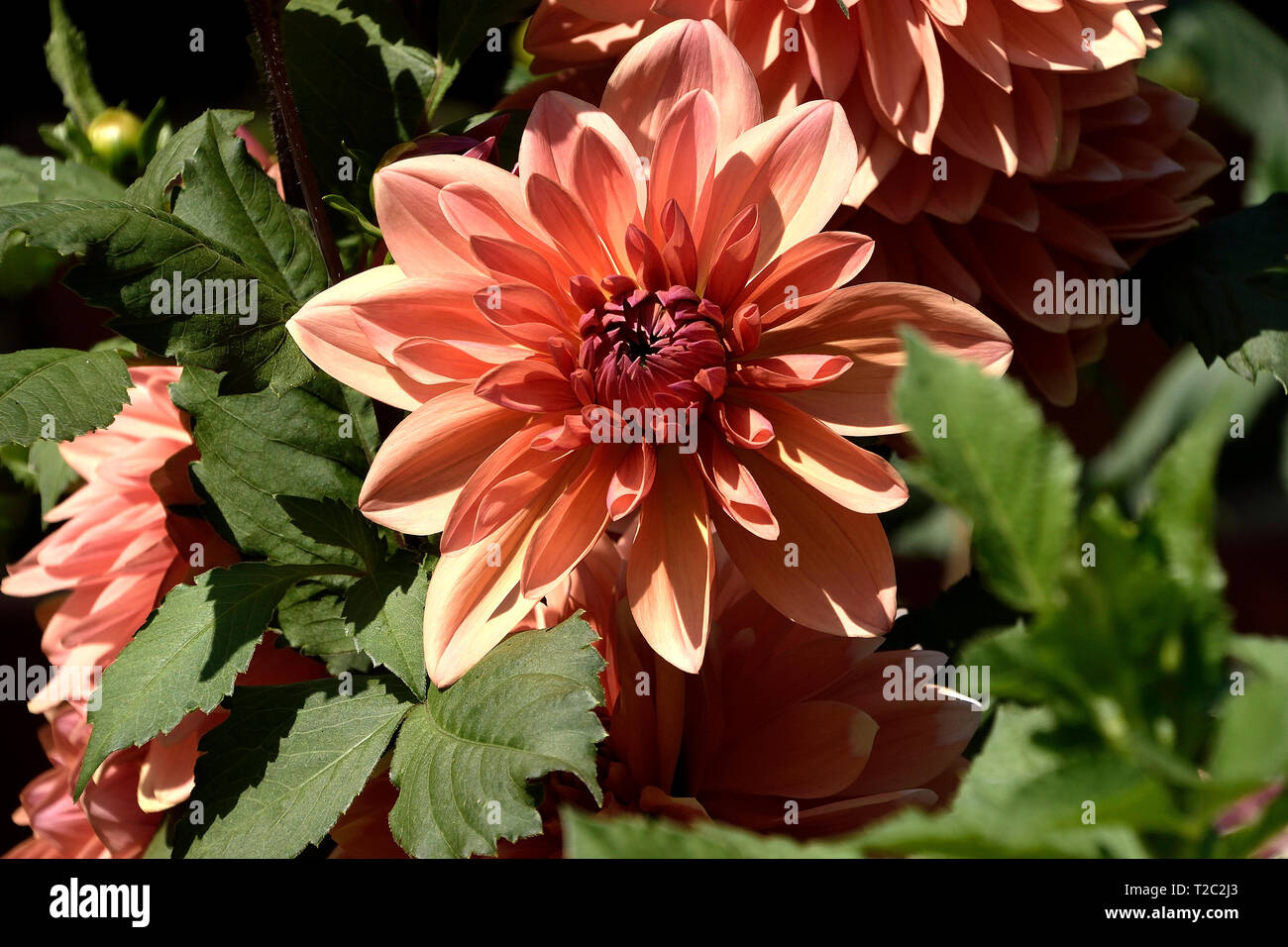 Amazing flowers blooming in the flower garden Stock Photo - Alamy