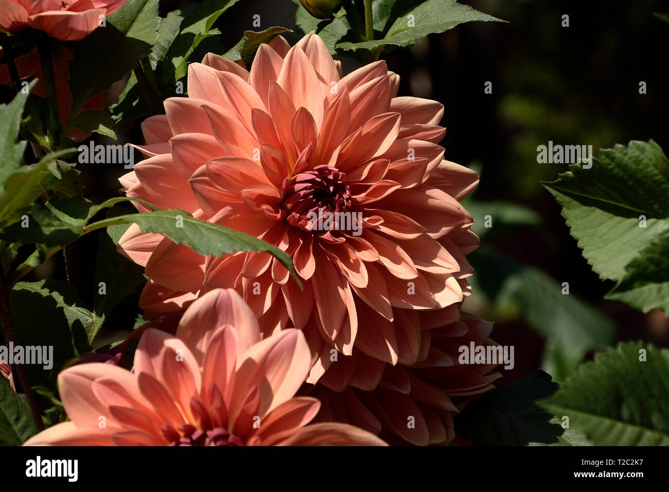 Most beautiful flower in the world hi-res stock photography and images ...