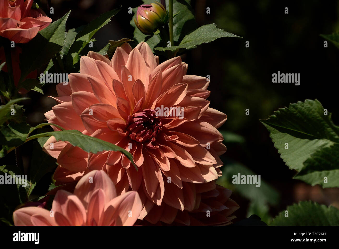 Amazing flowers blooming in the flower garden Stock Photo - Alamy