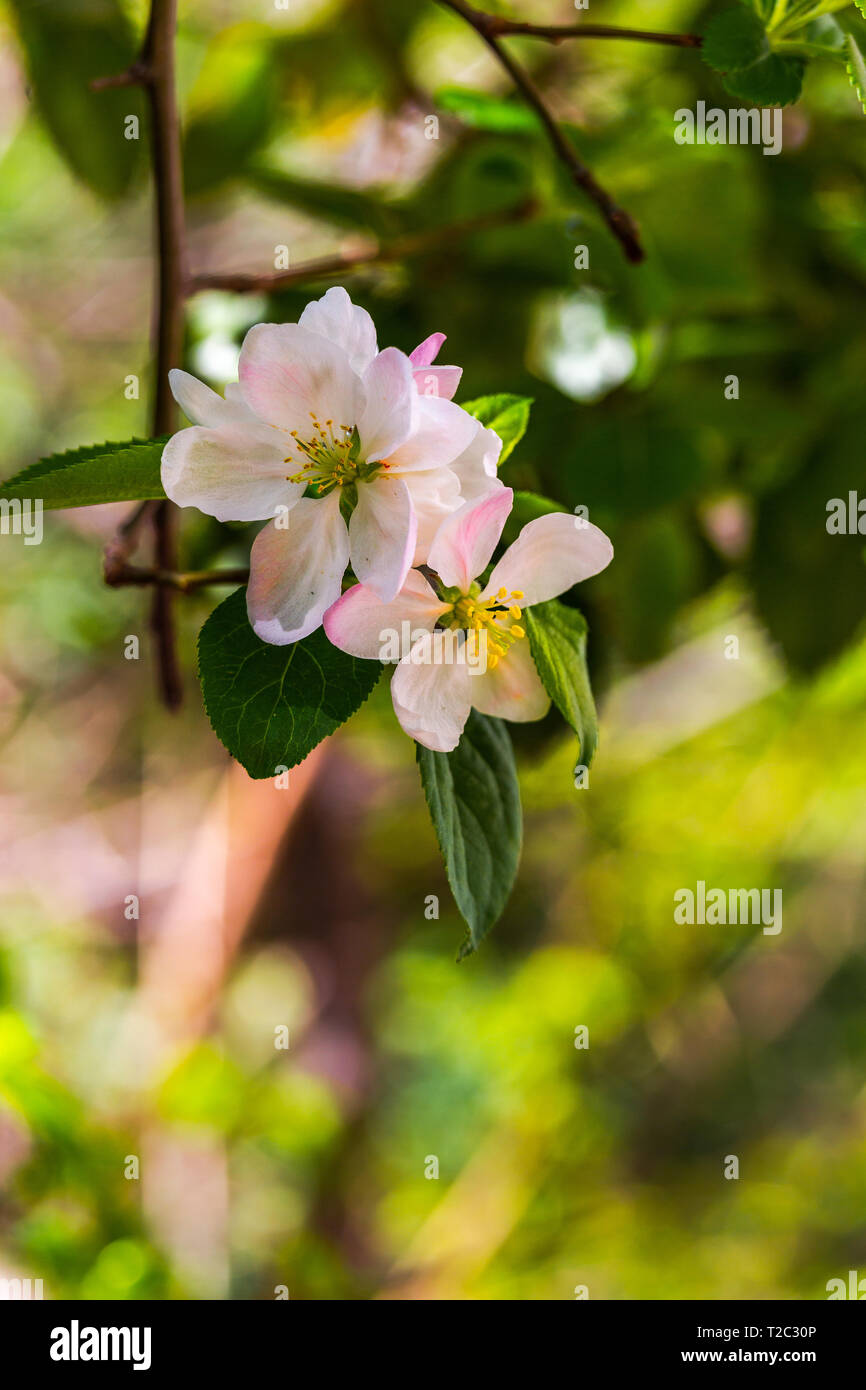 Wild apple tree buds hi-res stock photography and images - Alamy