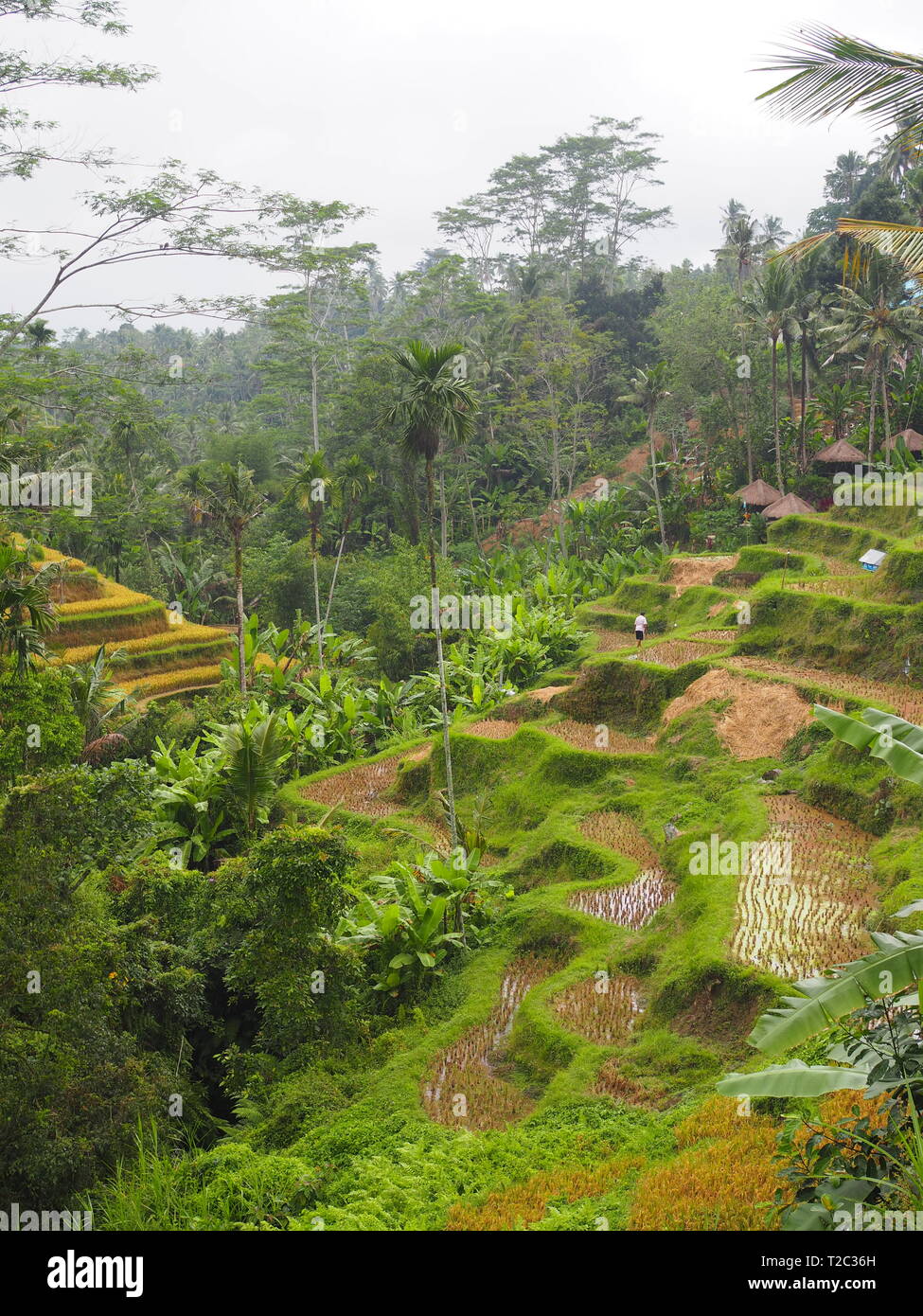 Rice terraces in Ubud, Bali, Indonesia Stock Photo - Alamy