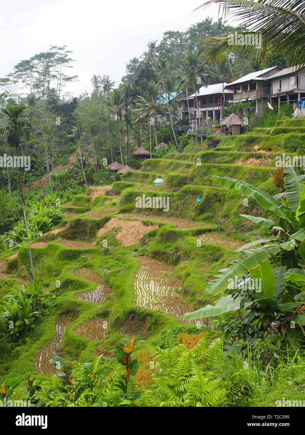 Rice terraces in Ubud, Bali, Indonesia Stock Photo - Alamy